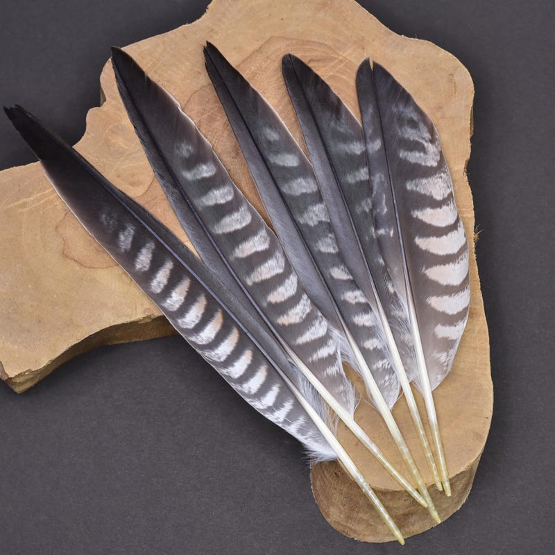 Turkey Wing Feathers - Etsy