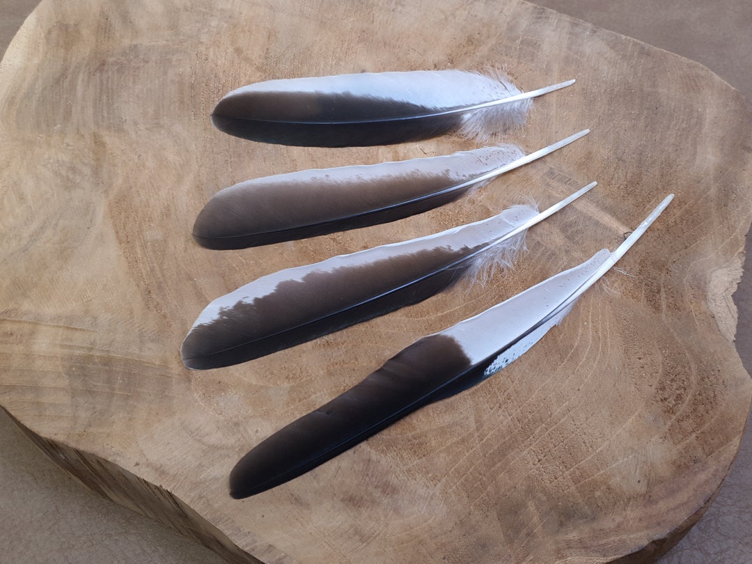 Kookaburra Feather Pack 4PCS - Etsy
