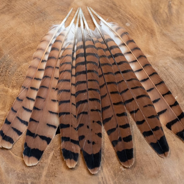 Kestrel Feathers - Etsy