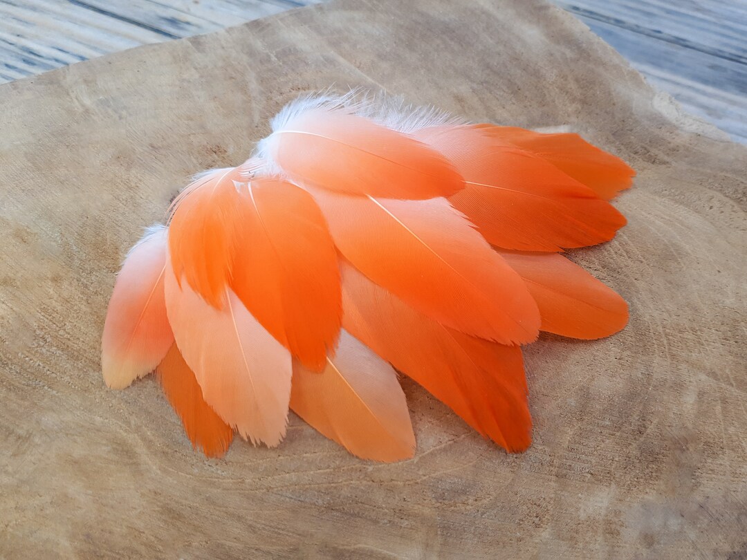 Scarlet Ibis Feather Mix 12 PCS Ethically Sourced From Natural Molt - Etsy