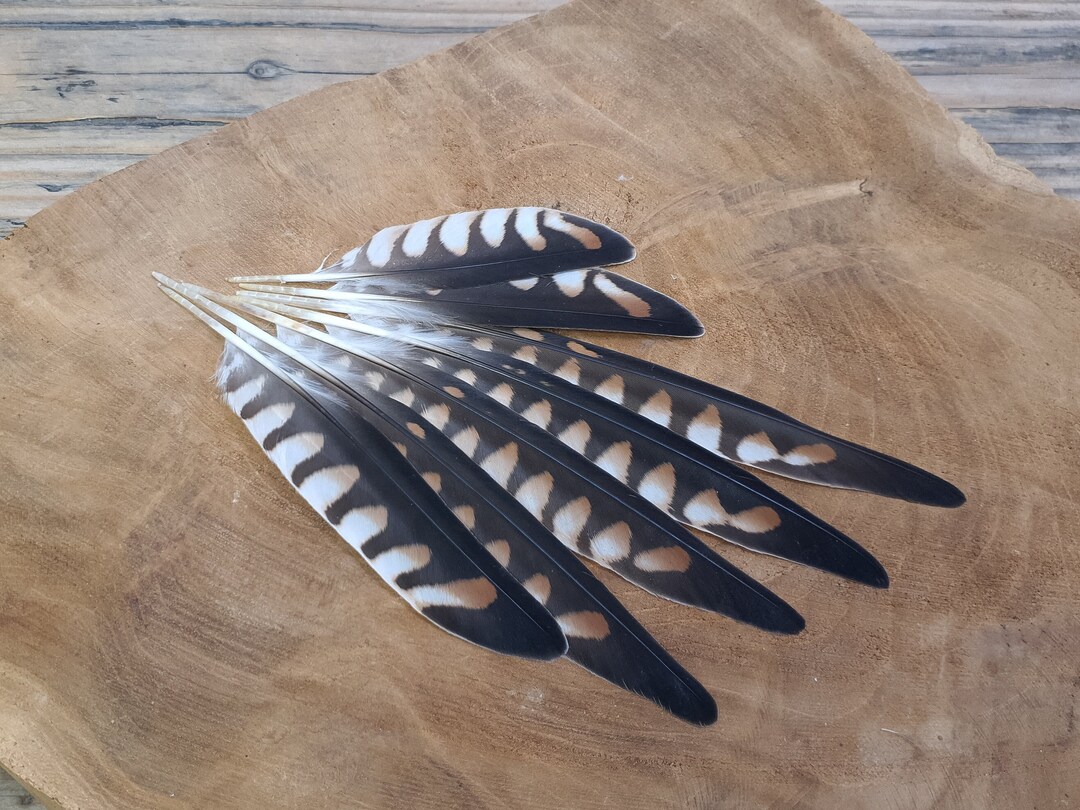 Rare American Kestrel Wing Feathers Tropical Brown Striped Ethically ...