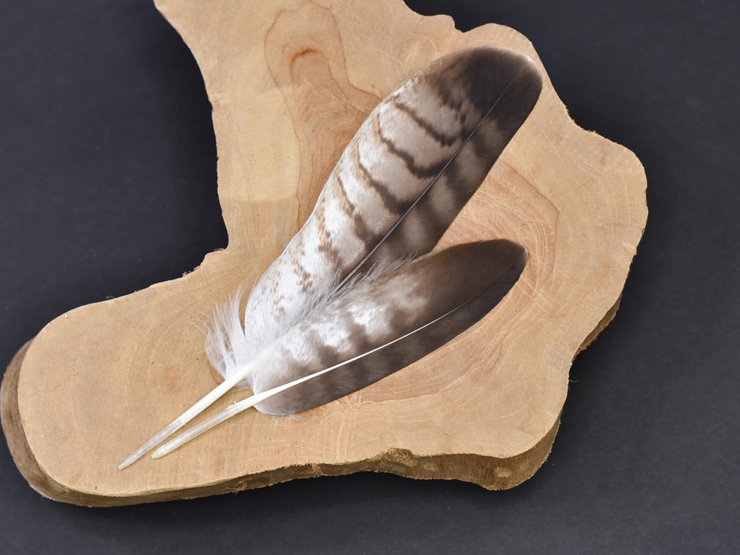 2PCS Feather Pack | Brown Striped | Home Deco | DIY | Education ...