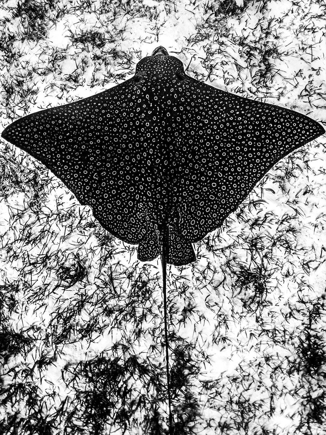 Spotted Eagle Ray glass Print - Etsy