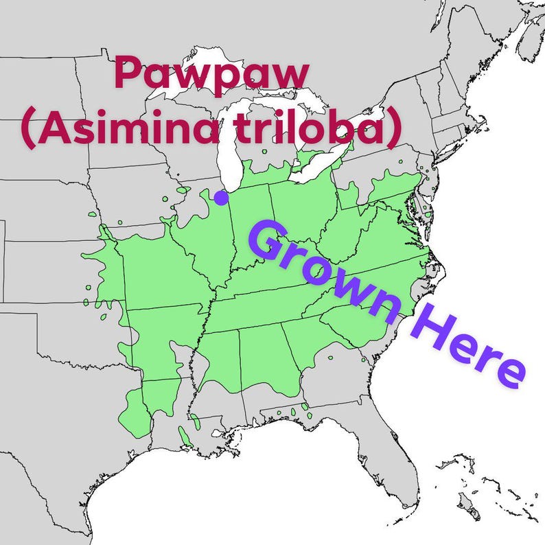 Northern Pawpaw Tree Seedlings, Grown in the Northwest of Their Range ...