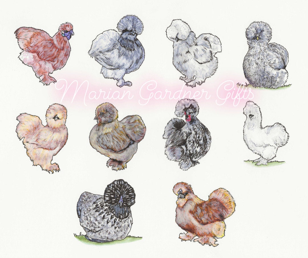 Silkie Chickens Watercolor Art Print. 11”x14”. Chicken Lover Gift ...