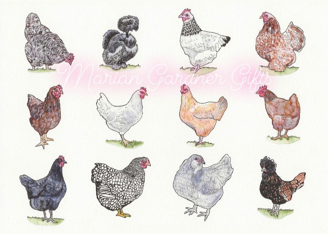 Chicken Fine Art Print. 11”x14”. Chicken Lover Gift,artisan,farmhouse ...