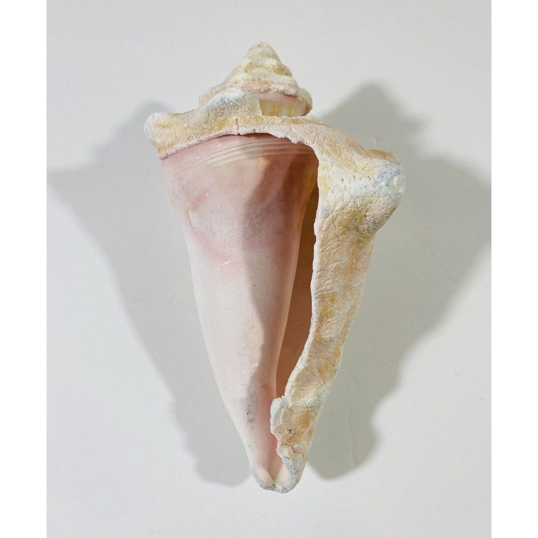 Conch Sea Shell Seashell White Pink Aquarium Beach Decor Right Handed ...