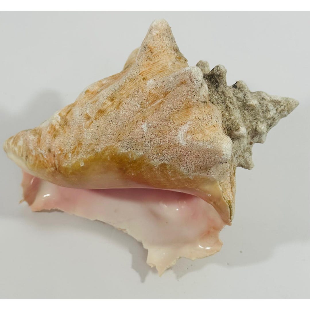Large Natural Conch Shell Real Coastal Decor or Craft Use Beach Find ...