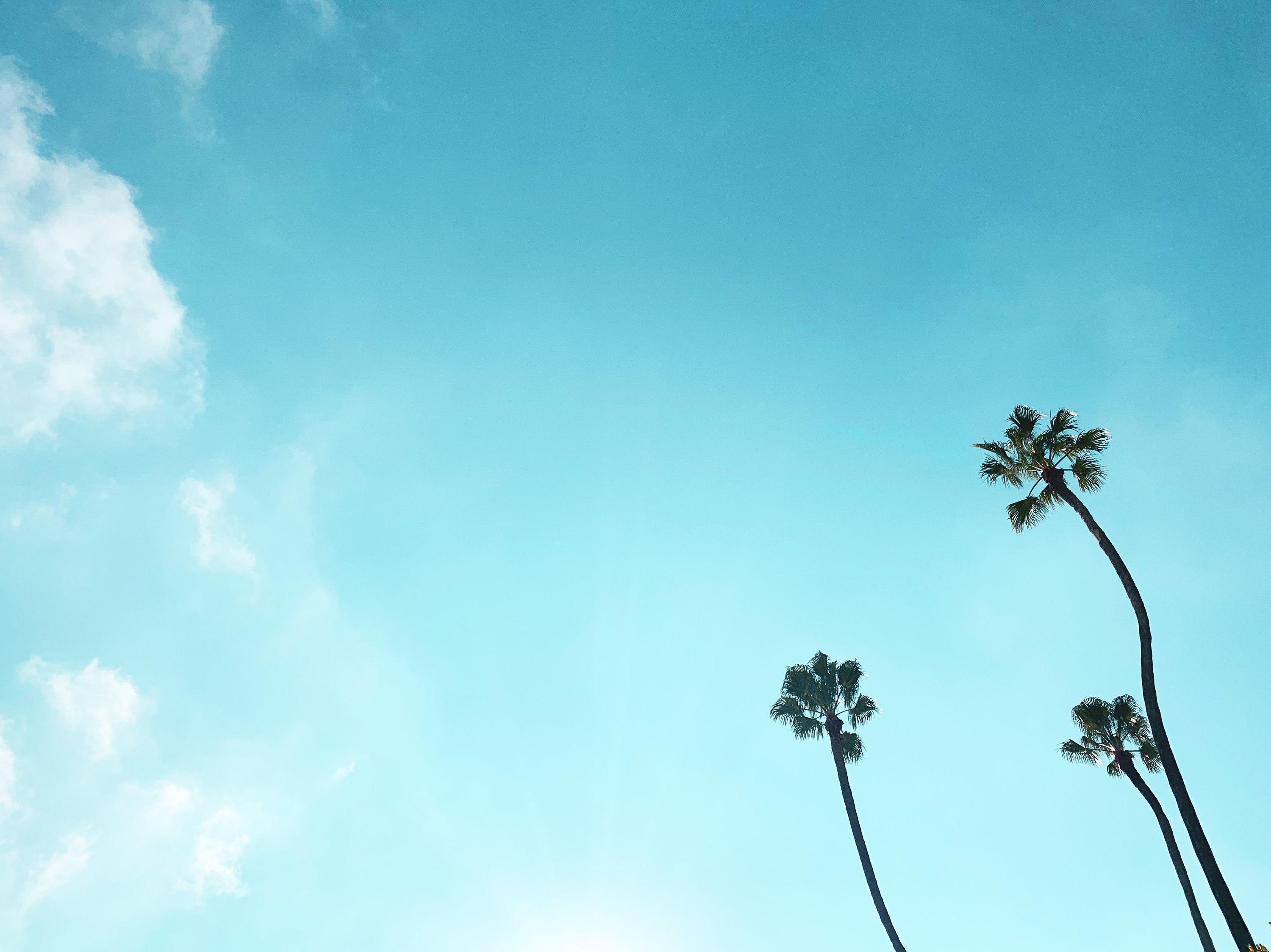 Original Colorized Palm Tree Prints - Etsy