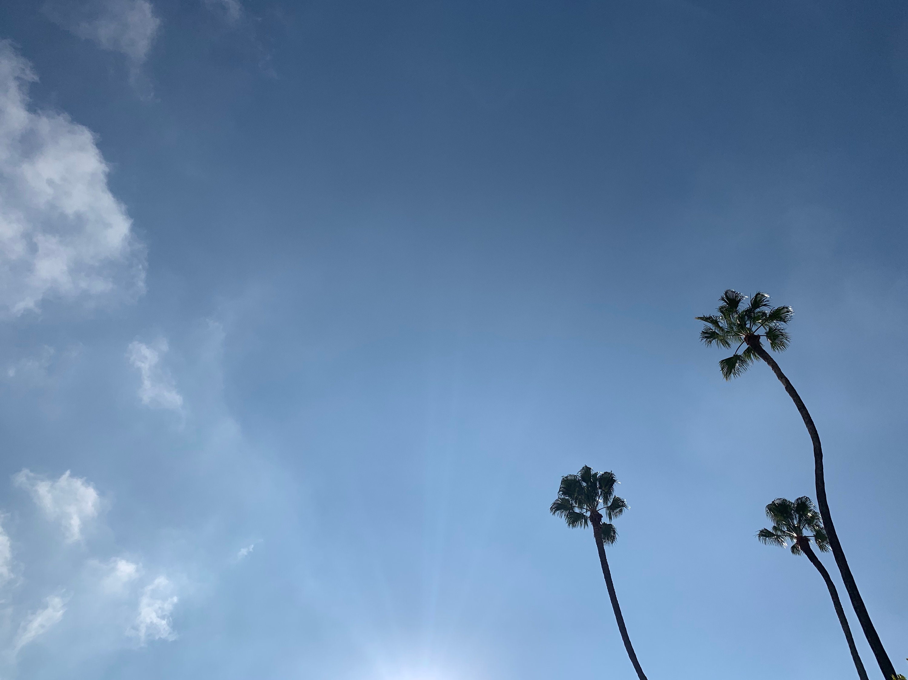 Original Colorized Palm Tree Prints - Etsy