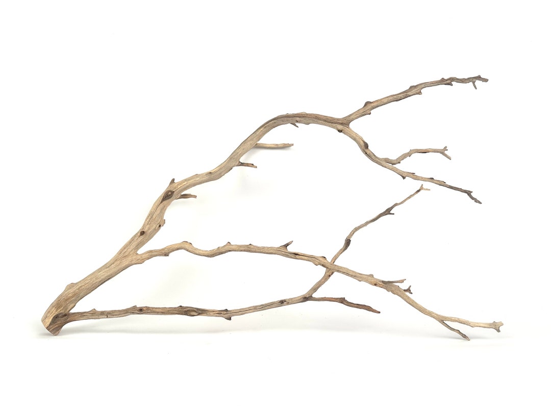 Manzanita 22" Branch, Vivarium Driftwood, Fish Tank Driftwood, Aquarium ...