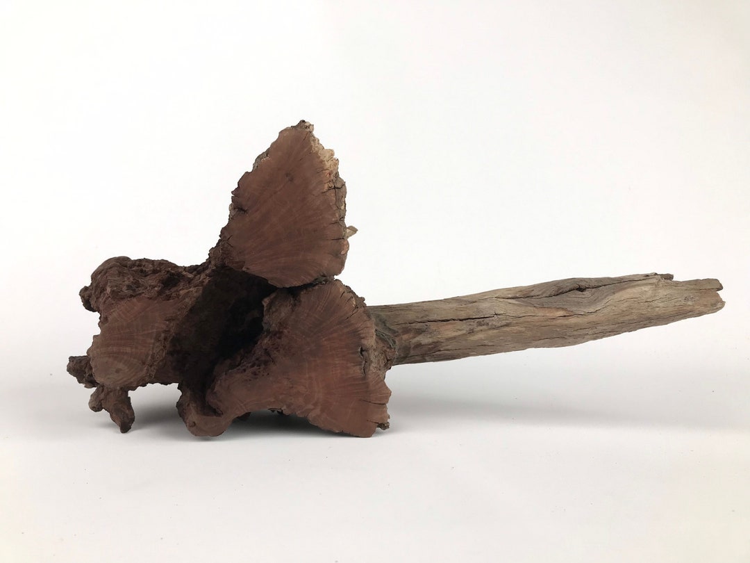 14 Manzanita Burl With Branch, Driftwood Planter, Aquarium Wood, Burl ...