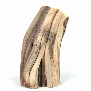 12 Manzanita Stump, Aquarium Wood Centerpiece, Reptile Wood, Paludarium ...