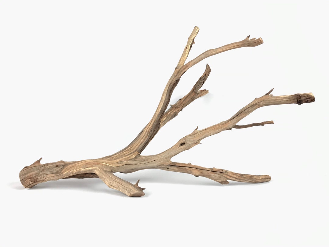 31 Manzanita Branch, Reptile Terrarium Decor, Aquarium Driftwood Large ...