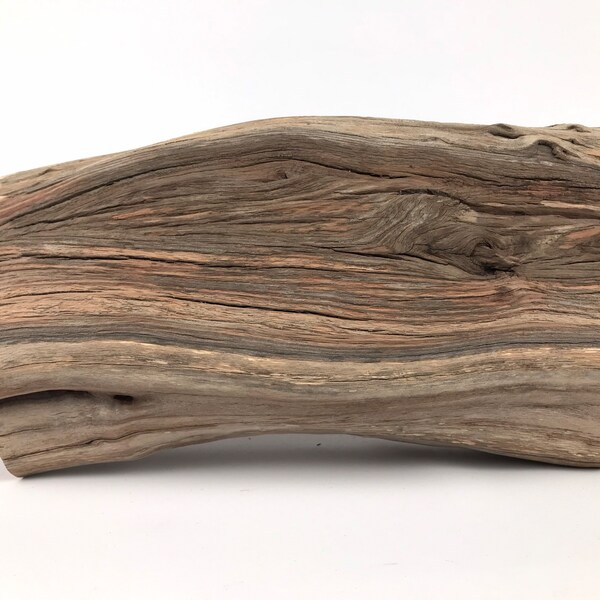 Reptile Terrarium Planter - Etsy