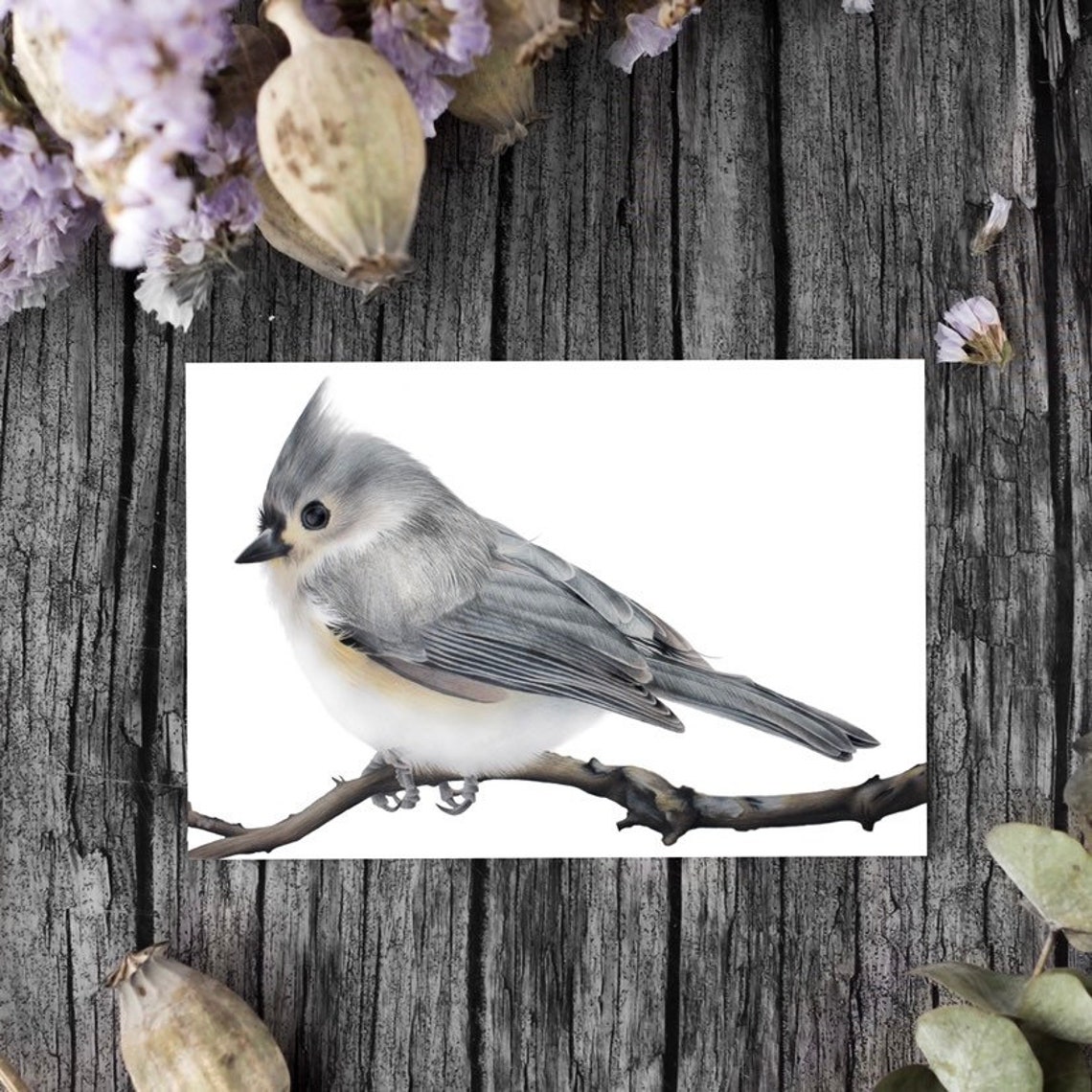 Tufted Titmouse Illustration Giclee Print (unframed) - Etsy