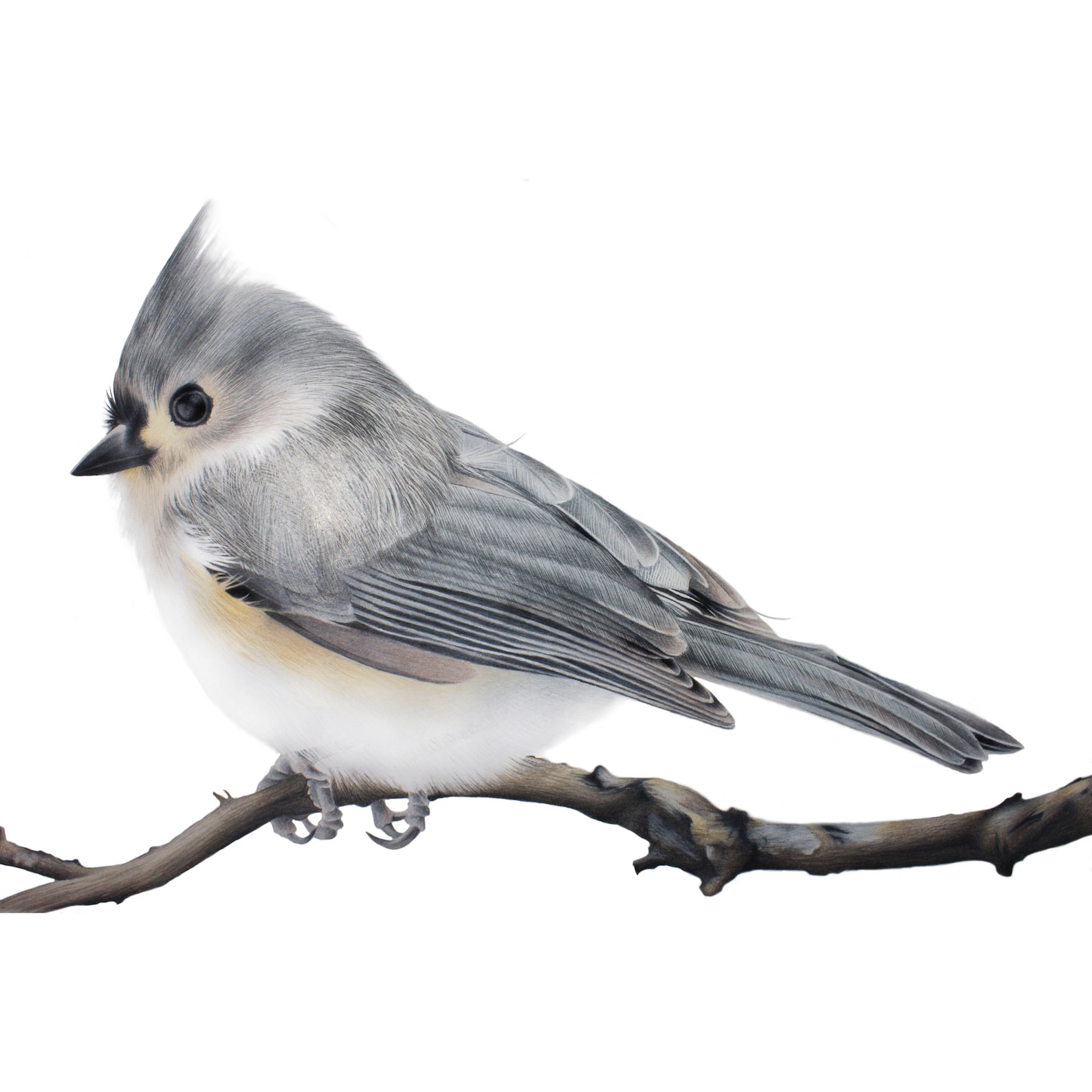Tufted Titmouse Illustration Giclee Print unframed - Etsy