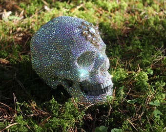 Skull of a Fox Schedel Van Een Vos. Taxidermy - Etsy