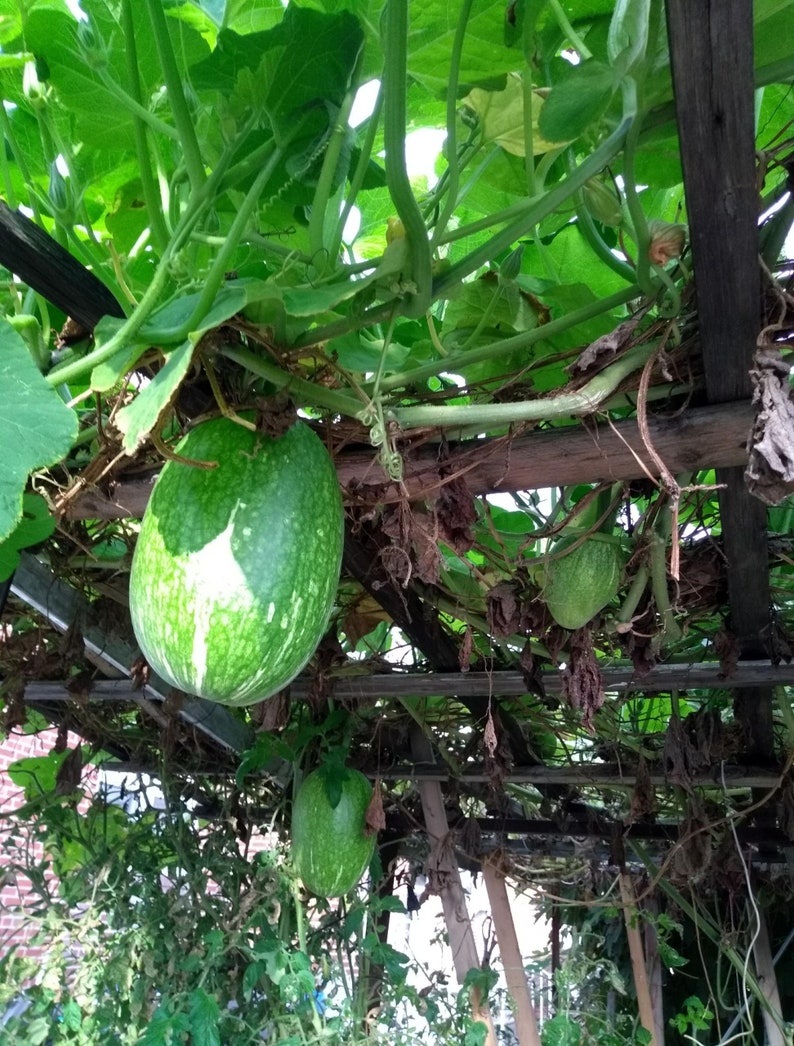 Fig Leaf Gourd / Melon Malabar Gourd 10 Seeds Vegetable Seed NON GMO ...