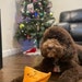 Samosa Plush Chew Toy for Pets - Etsy