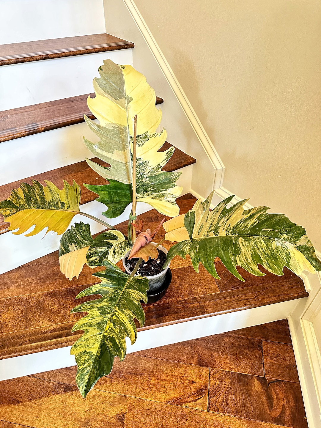 Philodendron Caramel Marble - Etsy