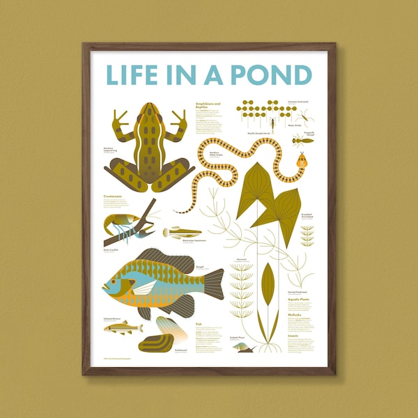 Pond Life Art - Etsy