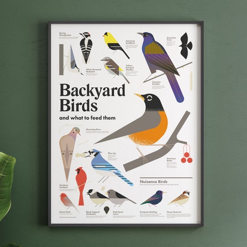 Backyard Birds Poster - Etsy