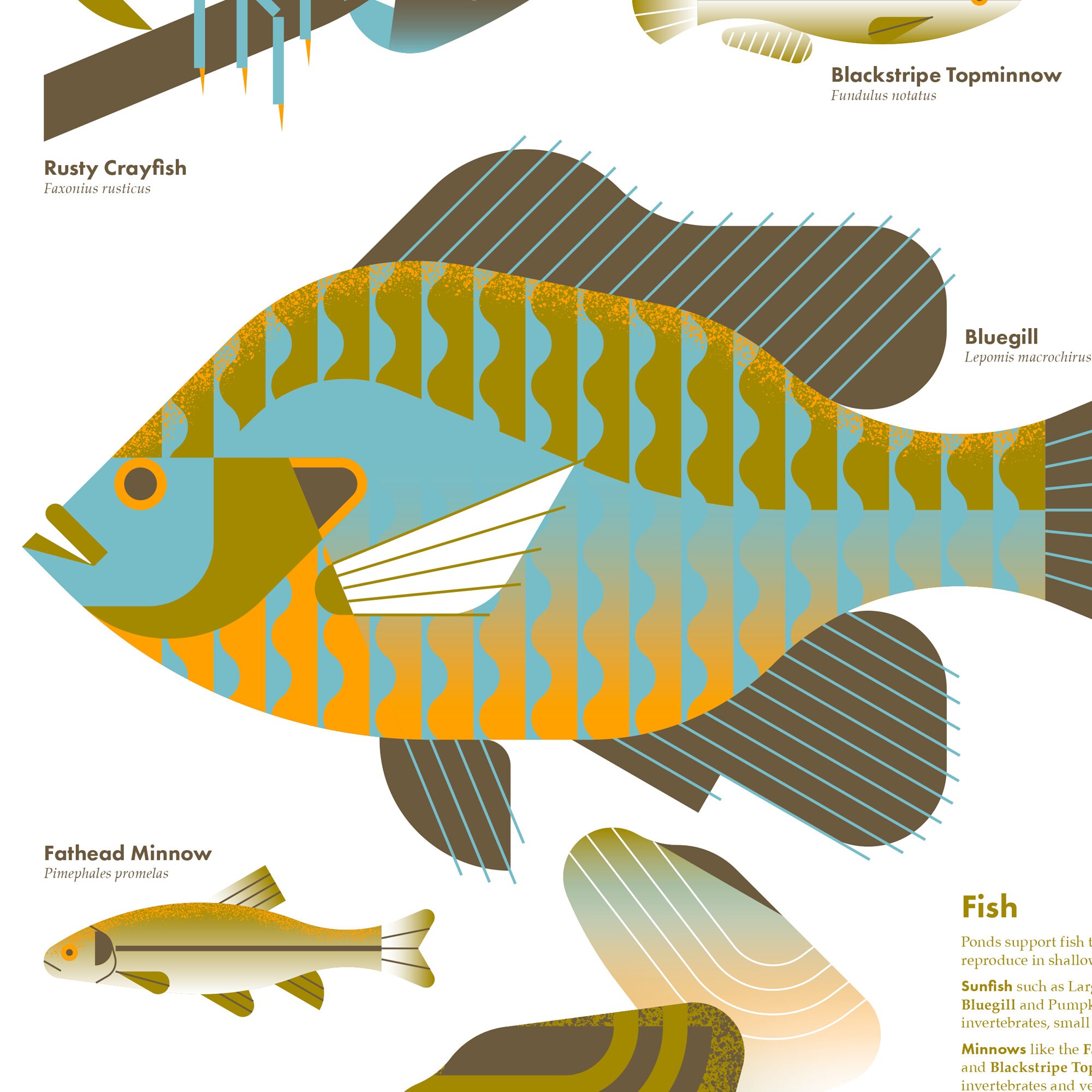 Life in a Pond Poster - Etsy