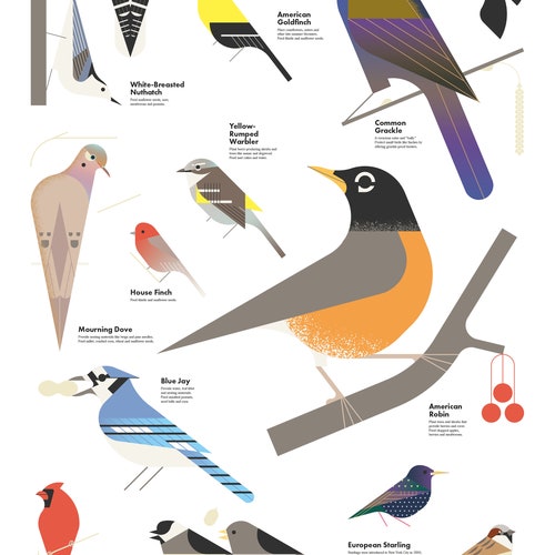 Backyard Birds Poster - Etsy