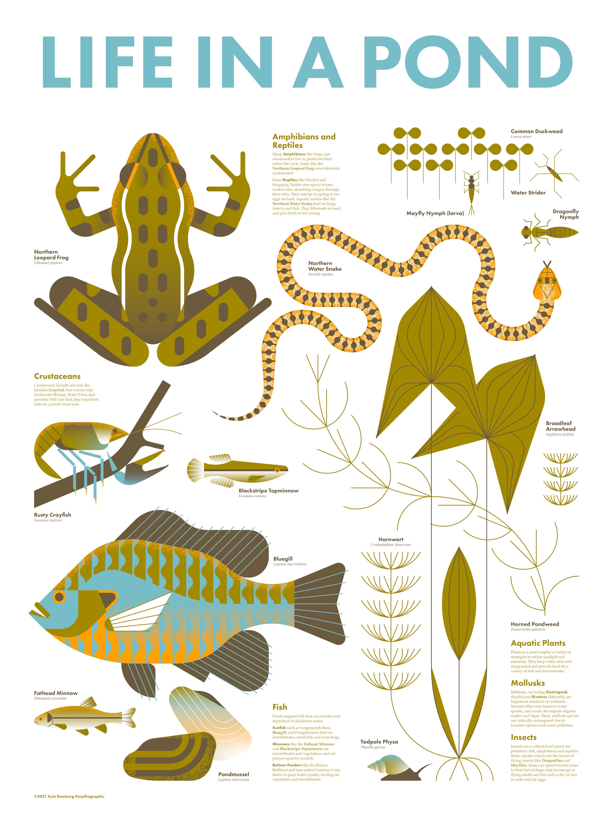 Life in a Pond Poster - Etsy