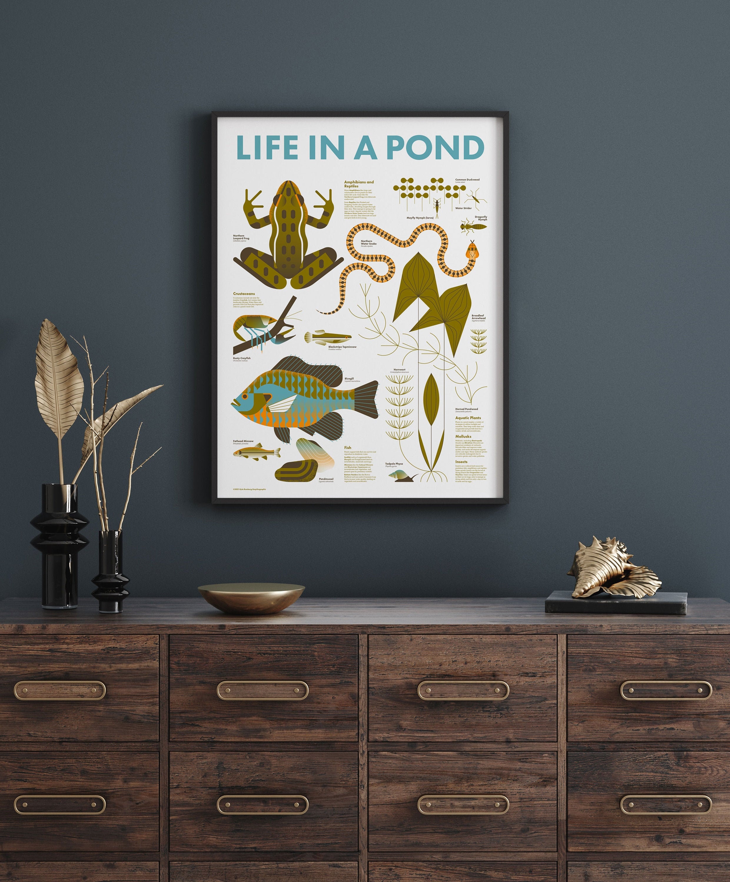 Life in a Pond Poster | Etsy