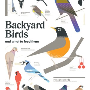Backyard Birds Poster - Etsy