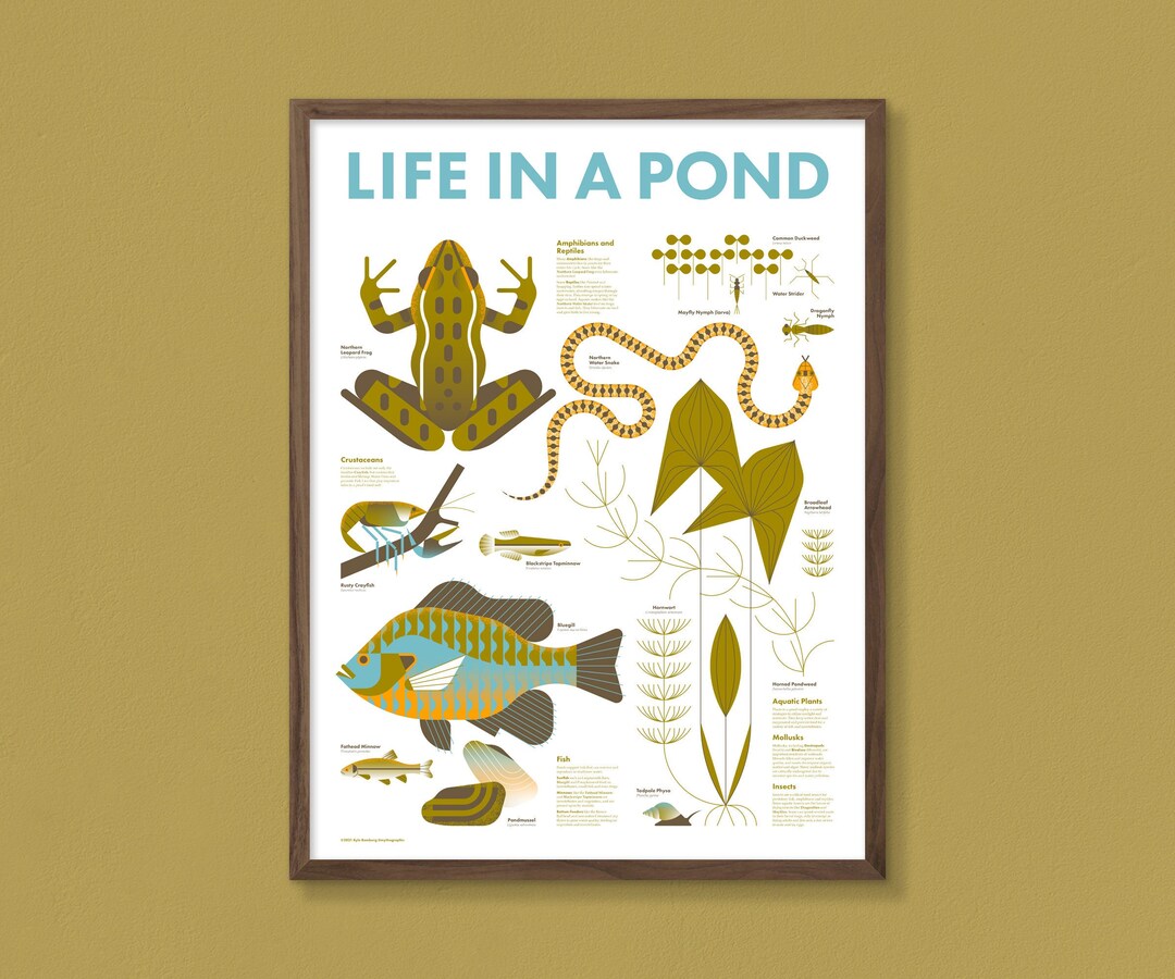 Life in a Pond Poster - Etsy