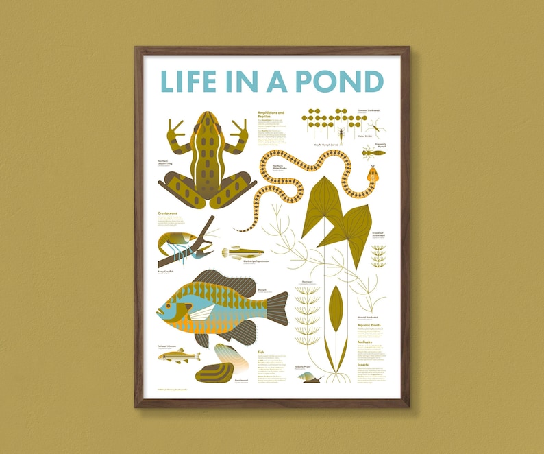 Life in a Pond Poster - Etsy