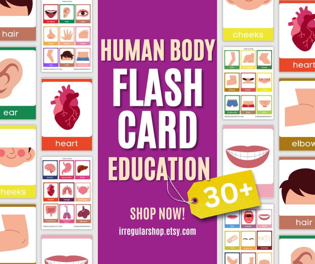 36 Human Body Flash Cards, Montessori Materials, Educational Printable ...