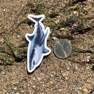 Great White Shark Sticker - Shark Sticker - Shark Art, Shark Lover Gift ...
