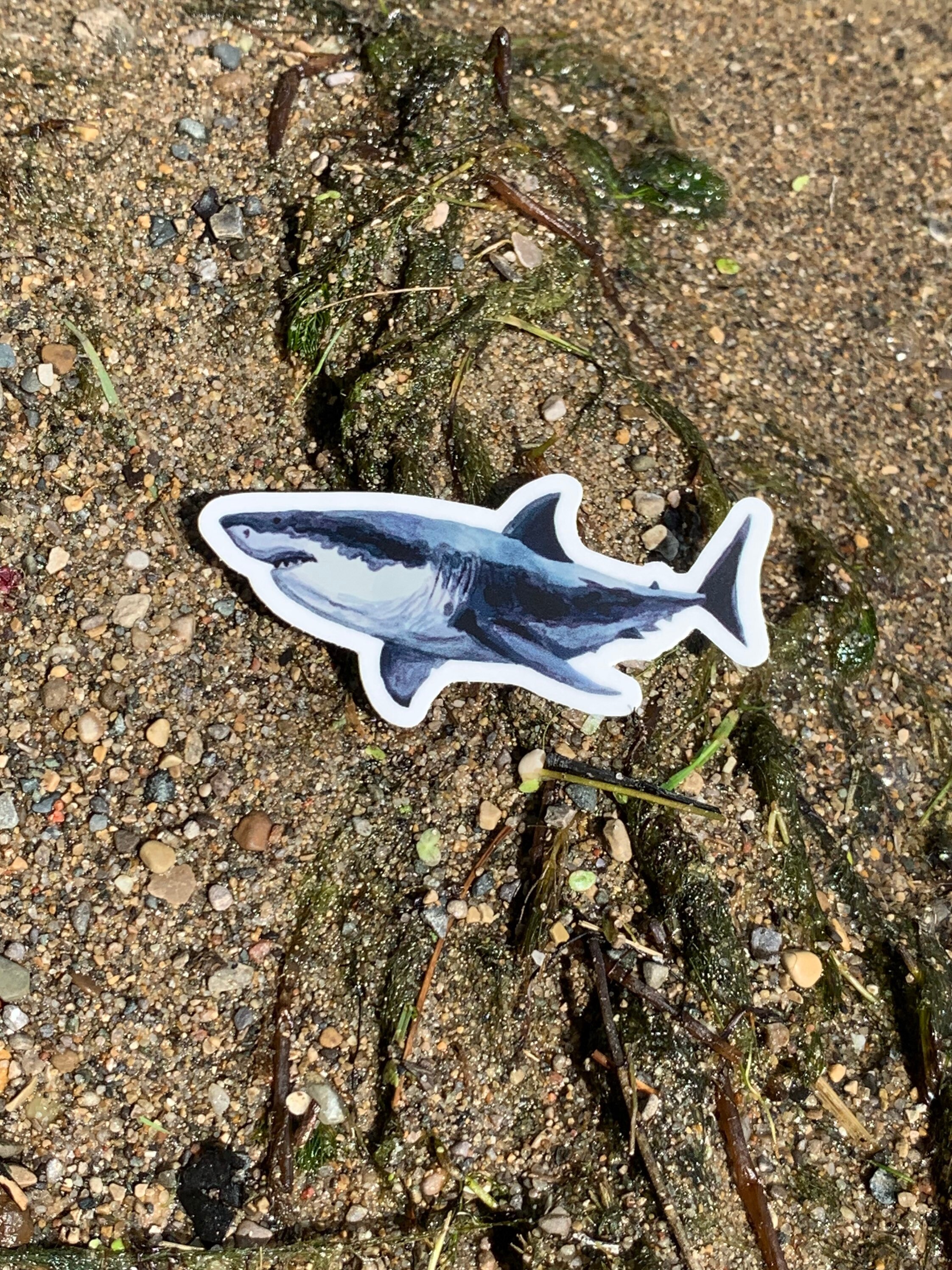 Great White Shark Sticker Shark Sticker Shark Art Shark | Etsy