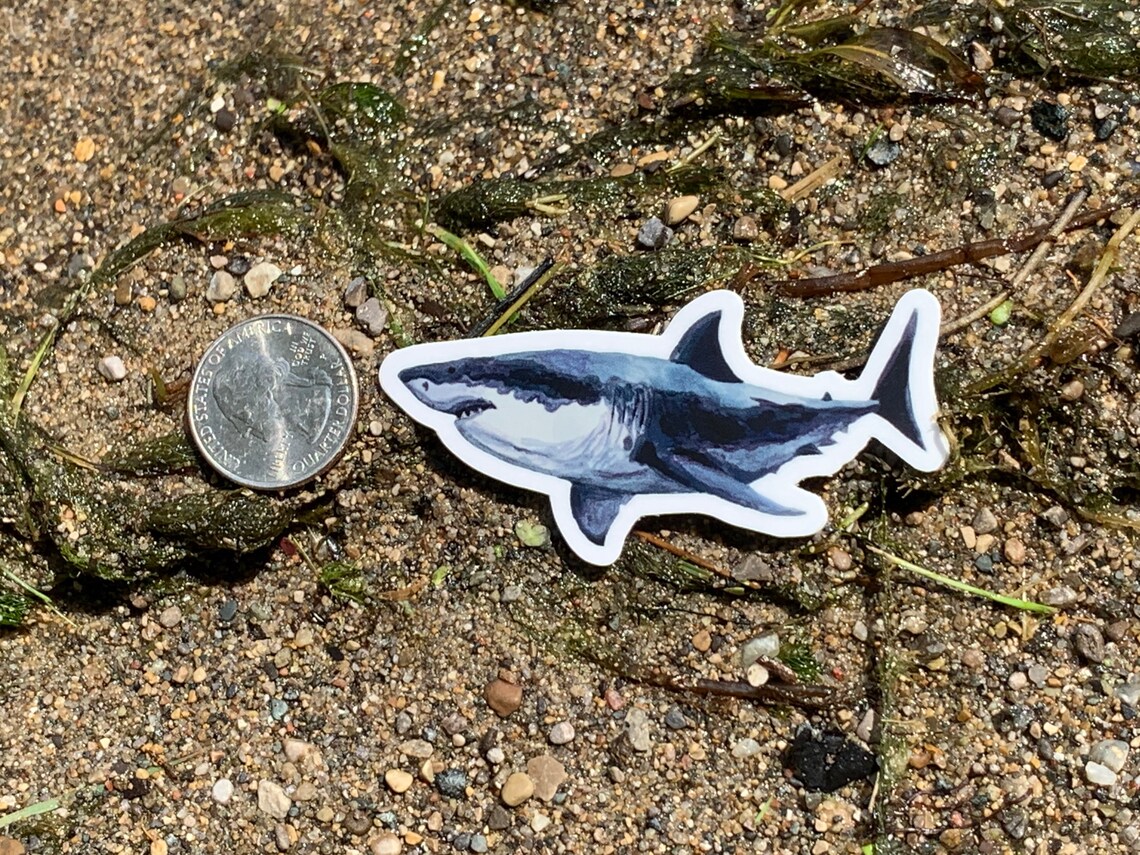 Great White Shark Sticker Shark Sticker Shark Art Shark | Etsy