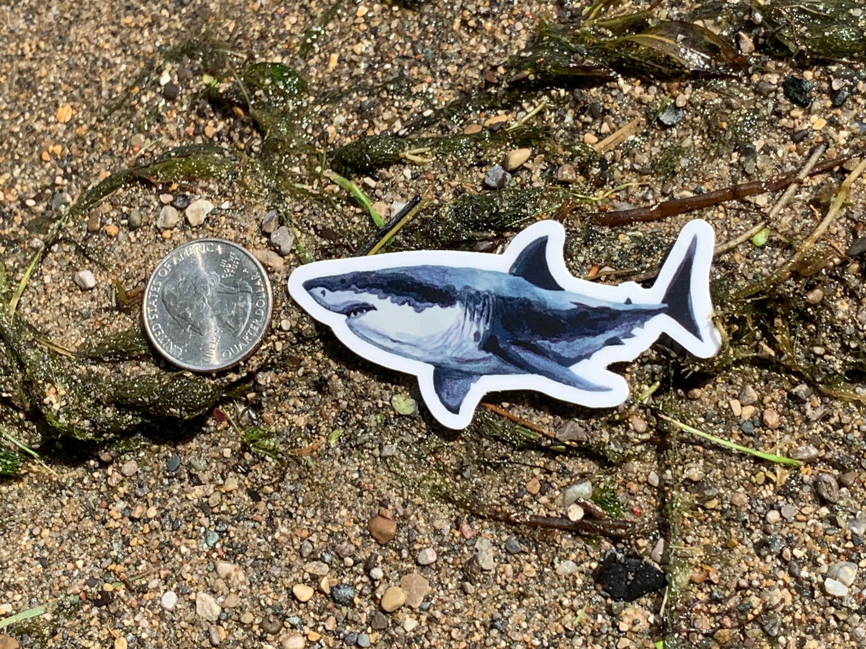 Great White Shark Sticker Shark Sticker Shark Art Shark | Etsy