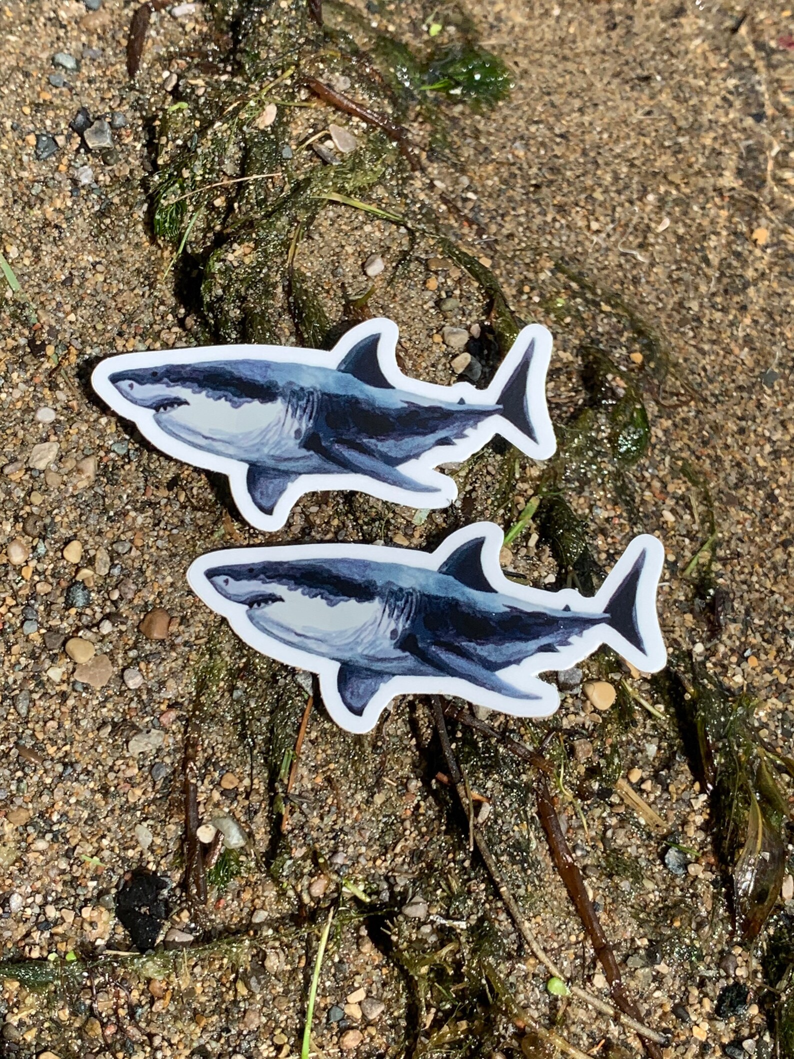 Great White Shark Sticker Shark Sticker Shark Art Shark | Etsy