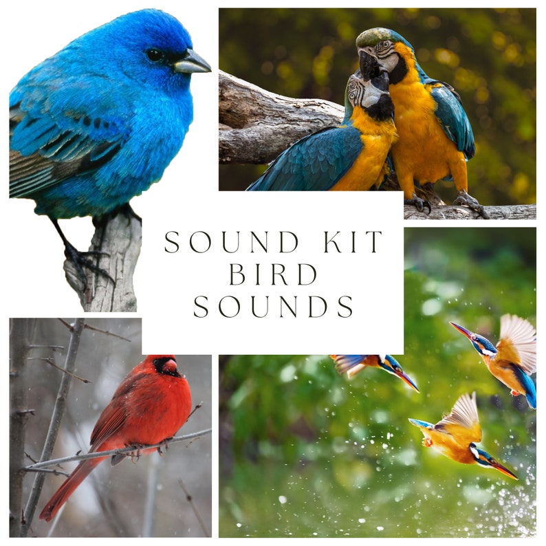 93 Birds Sound Kit | Audio Project | Animal Sounds | Producer Sound Kit ...
