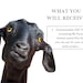 86 Farm Animal Sound Kit | Audio Project | Producer Sounds Kit | Sound ...