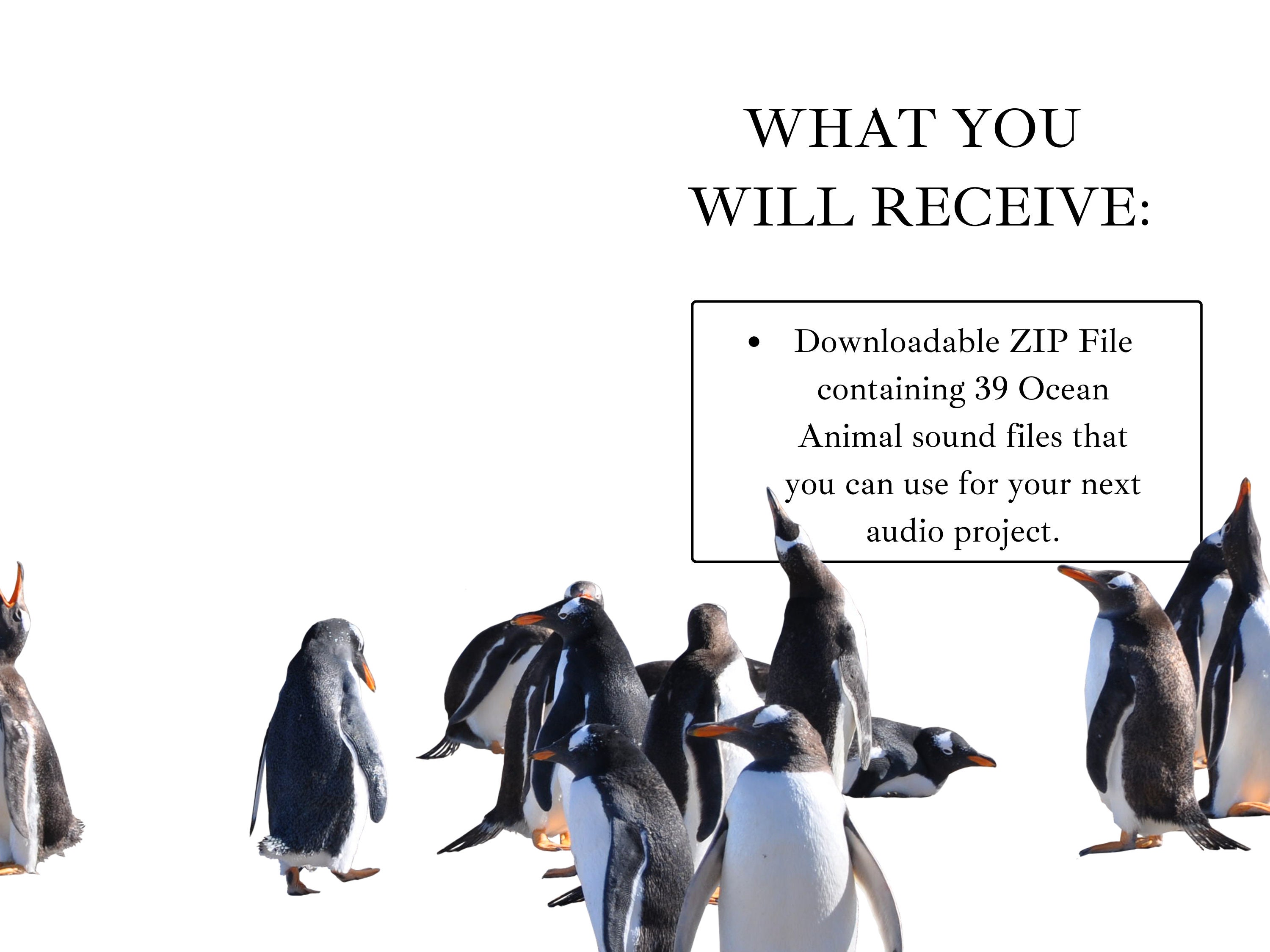 39 Ocean Animals Sound Kit | Audio Project | Animal Sounds | Producer ...