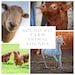 86 Farm Animal Sound Kit | Audio Project | Producer Sounds Kit | Sound ...