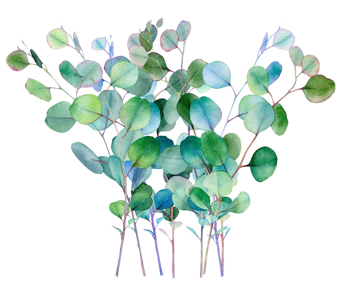 Watercolor Eucalyptus Clipart Eucalyptus PNG Greenery Clipart ...
