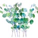 Watercolor Eucalyptus Clipart Eucalyptus PNG Greenery Clipart ...
