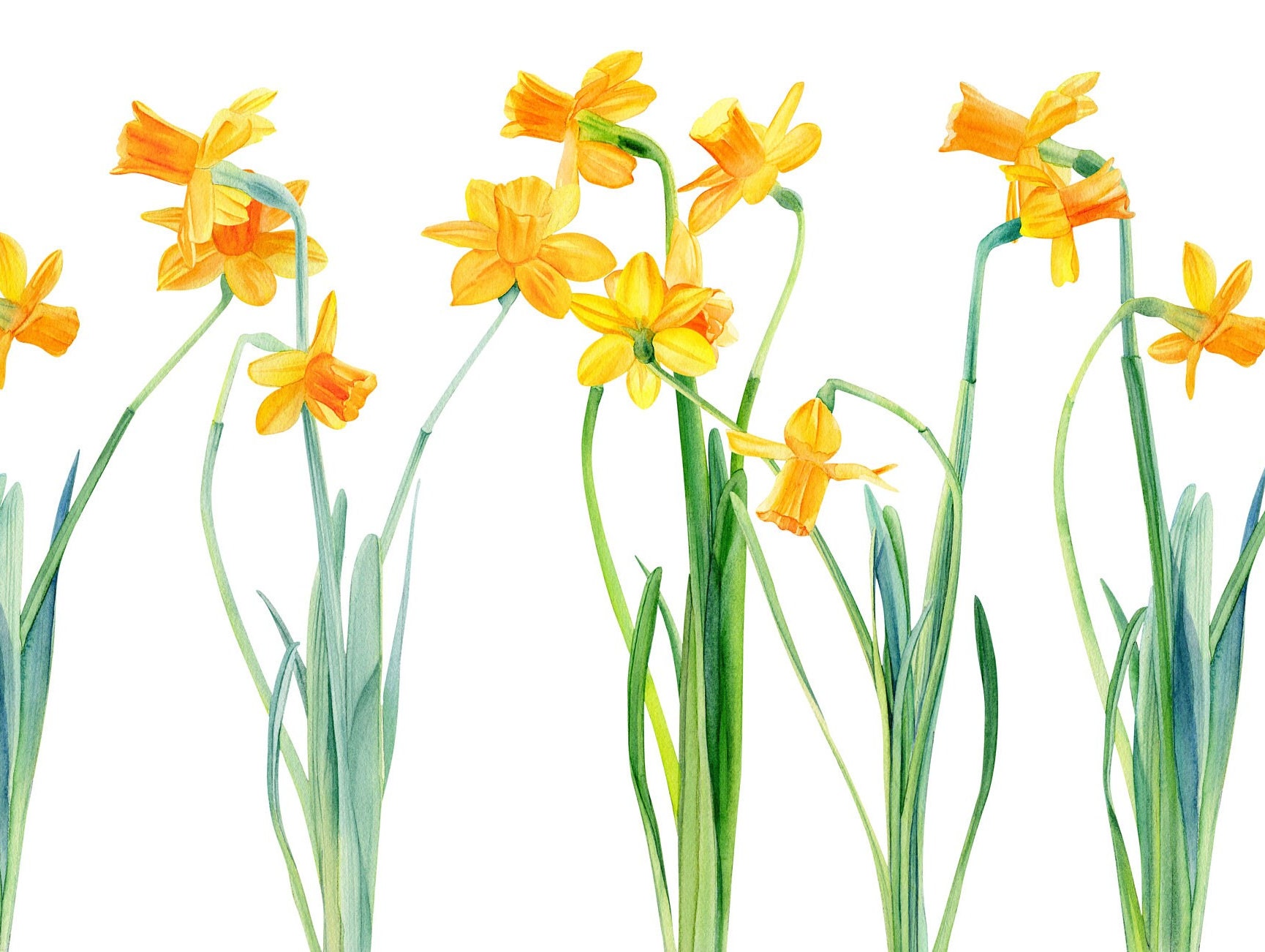 Watercolor Daffodils Clipart Set, Daffodils PNG, Hand Painted Spring ...