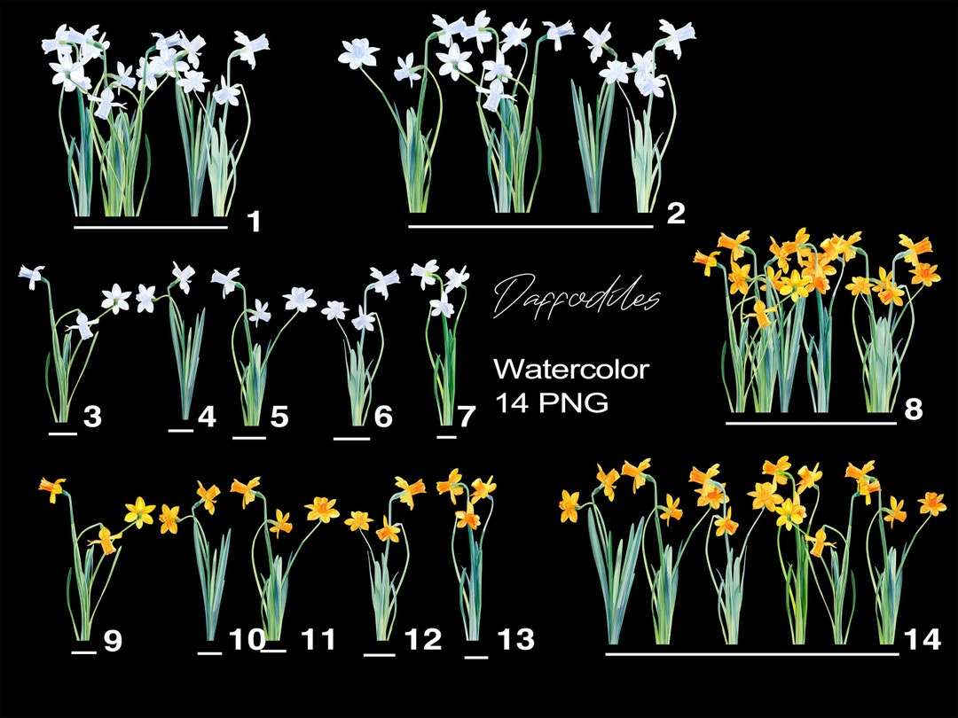 Watercolor Daffodils Clipart Set, Daffodils PNG, Hand Painted Spring ...