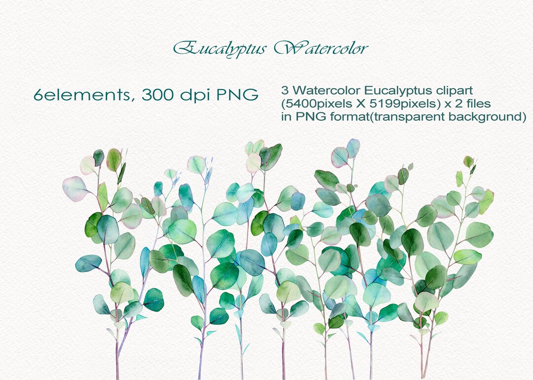 Watercolor Eucalyptus Clipart - Eucalyptus PNG - Greenery Clipart ...