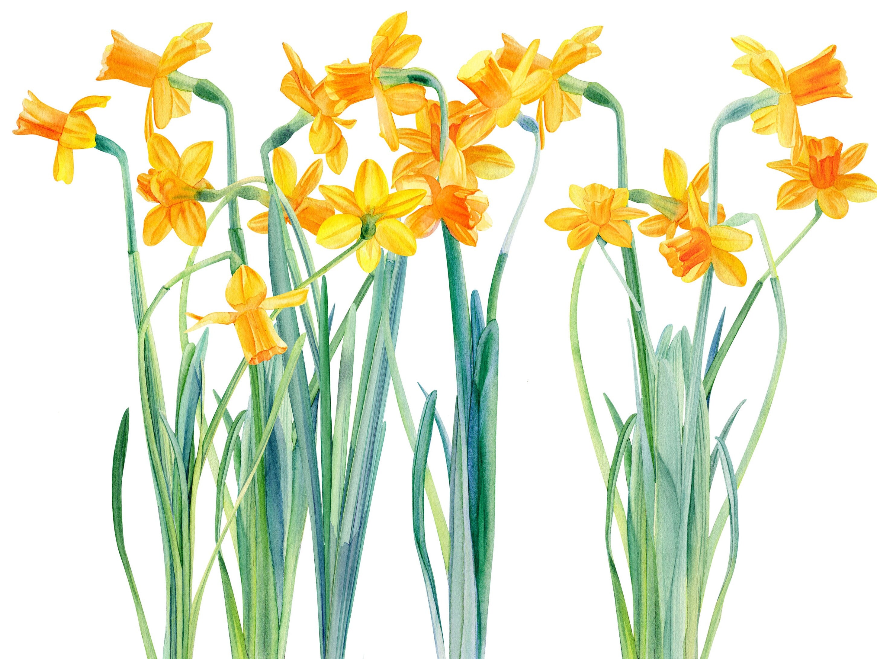 Watercolor Daffodils Clipart Set, Daffodils PNG, Hand Painted Spring ...